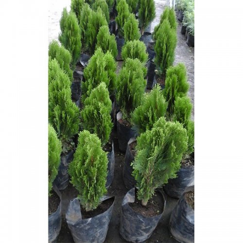 Pino Libro B-30 - Easy Colombia