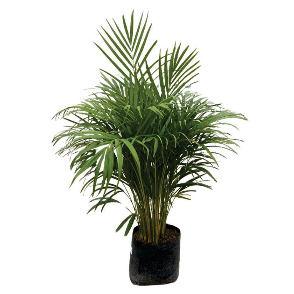Planta natural de interior palma areca B35-80/100 Planticenter easy.co ...