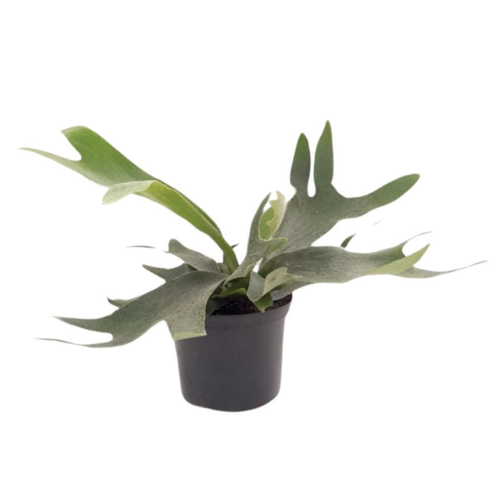 Planta natural de interior helecho cacho de venado P14 Planticenter ...