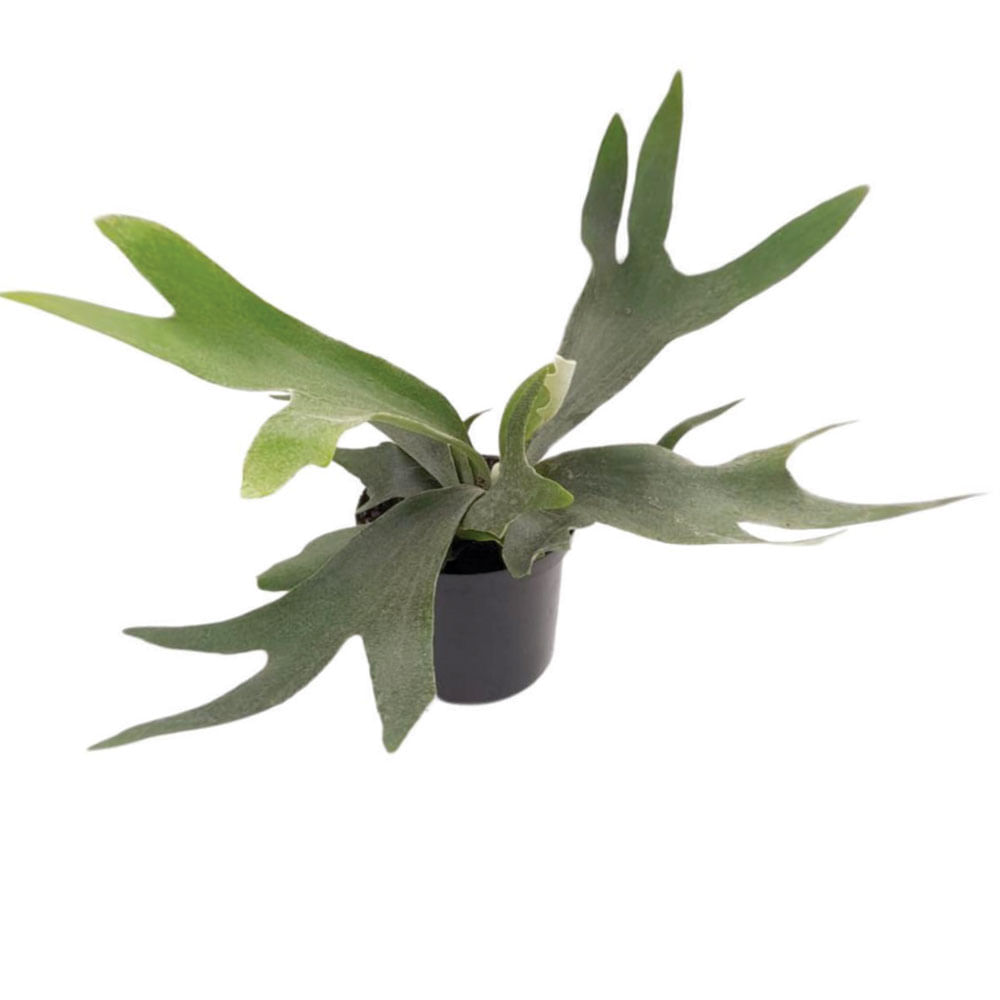 Planta natural de interior helecho cacho de venado P14 Planticenter ...