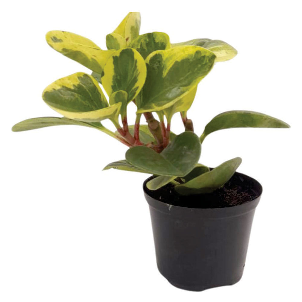 Planta natural de interior peperomia conga colores P10 Planticenter ...