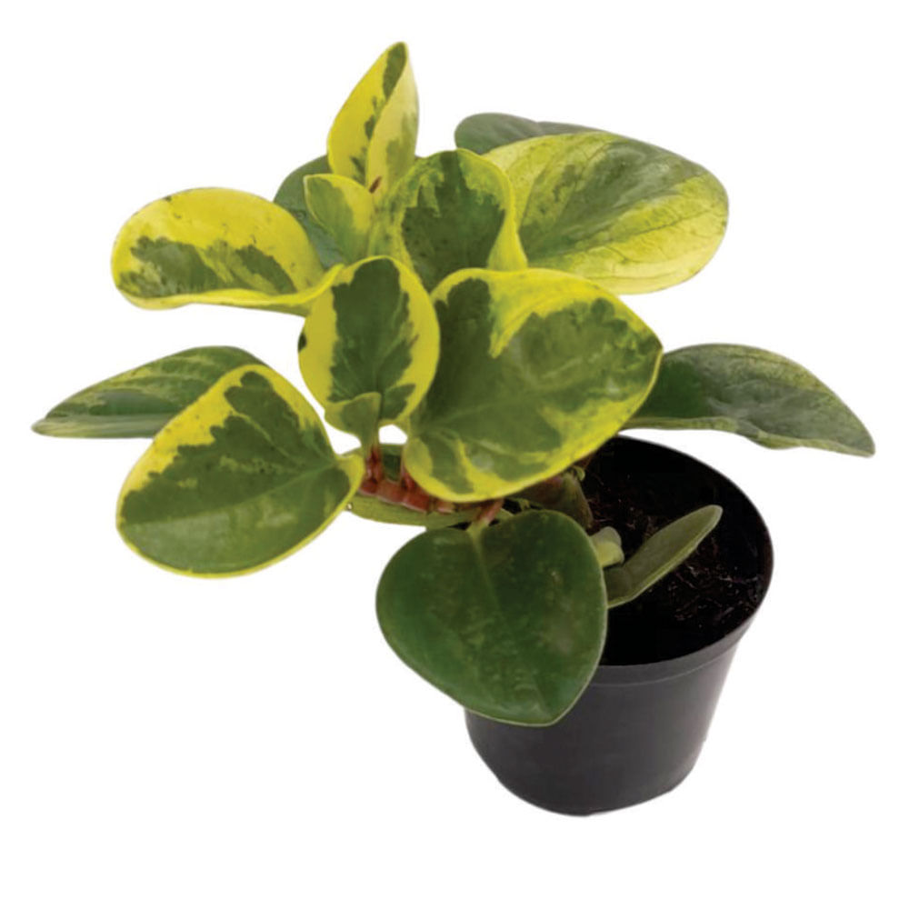 Planta natural de interior peperomia conga colores P10 Planticenter ...
