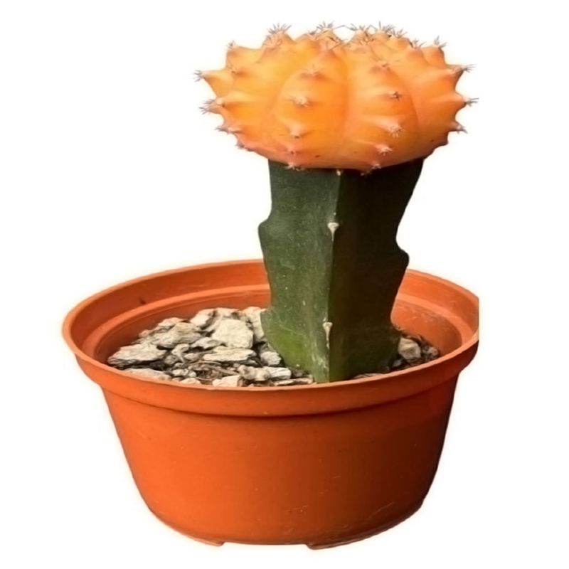 Flor natural Cactus payaso coreano Zelva verde easy.co - Easy Colombia