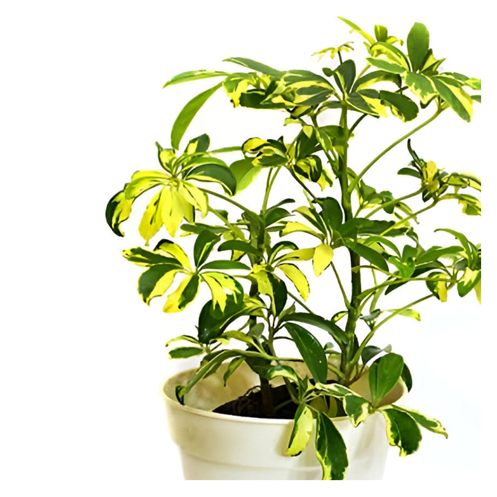 Flor natural Schefflera variegada Zelva verde easy.co - Easy Colombia